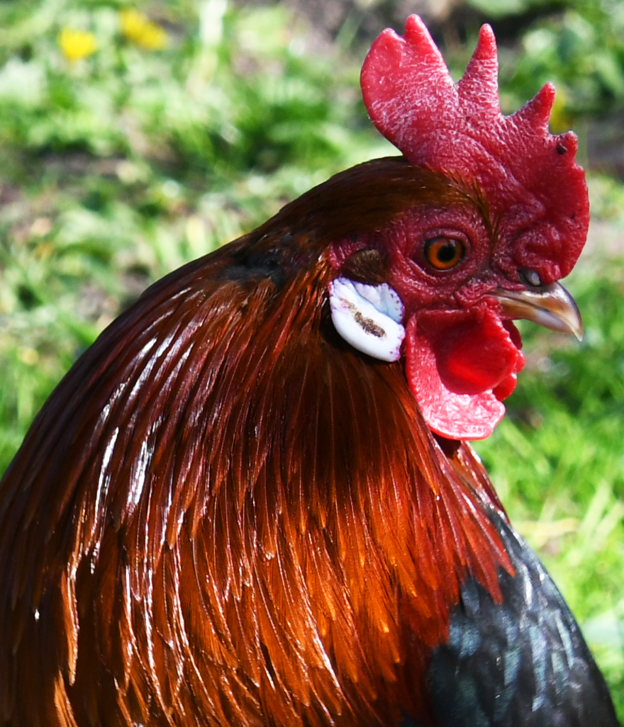 Welcome to Tothaven - Tothavens besøgsgård